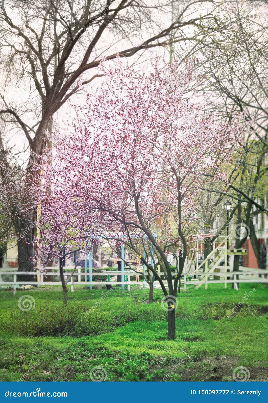 Blossoming Tree on Spring Day in City Stock Photo - Image of beautiful ...