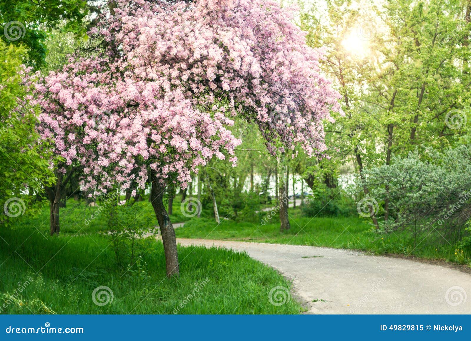 Blossoming Tree in Spring Park Stock Image - Image of branch, flowers ...