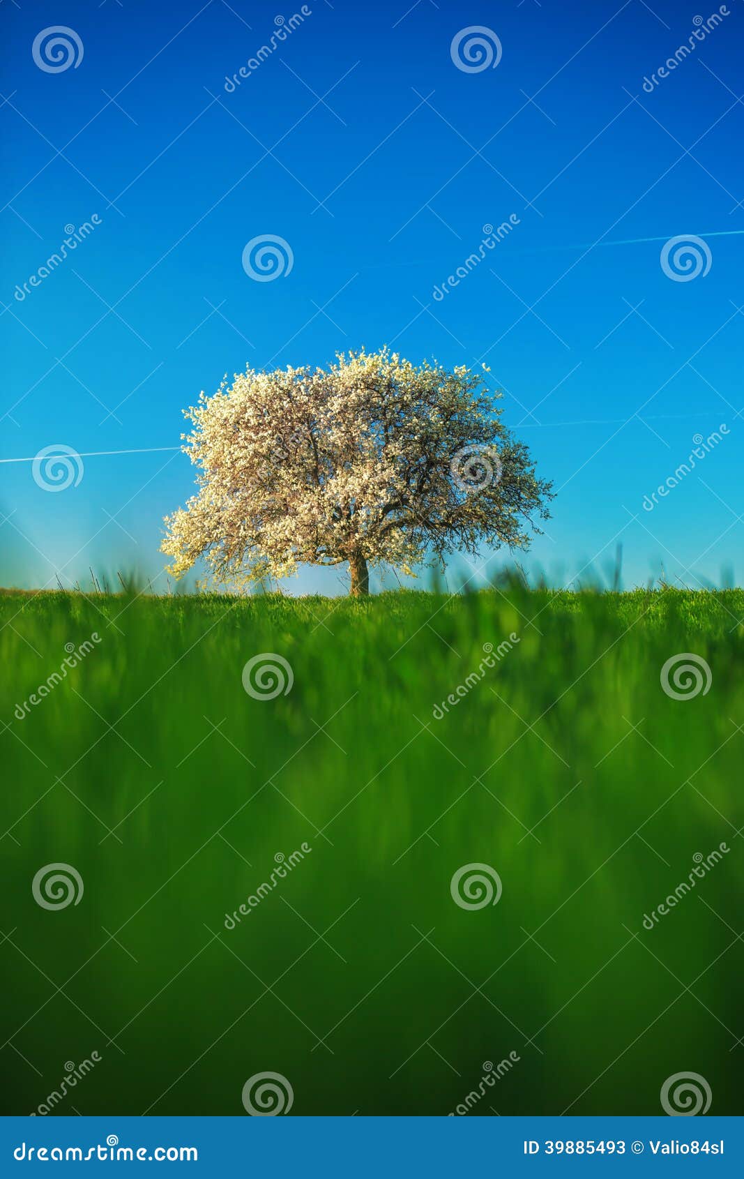 Blossoming Tree by the Spring on Rural Meadow Stock Image - Image of ...