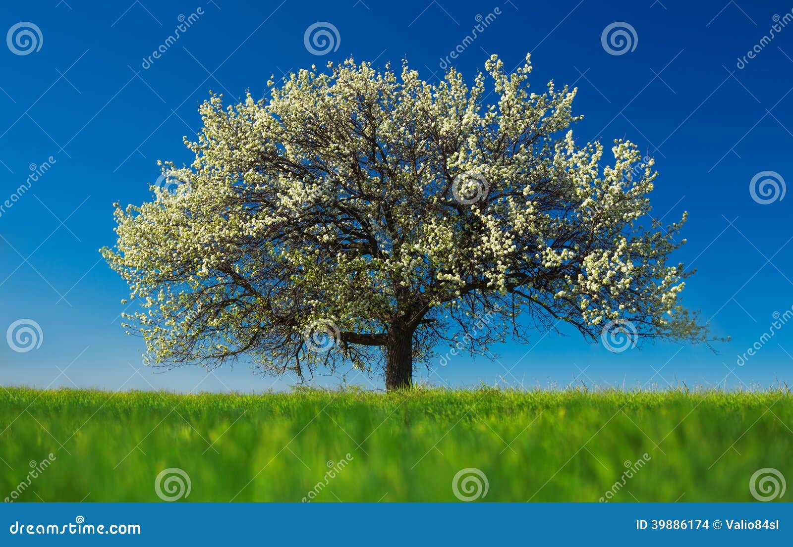 Blossoming Tree in Spring on Rural Meadow Stock Photo - Image of bloom ...