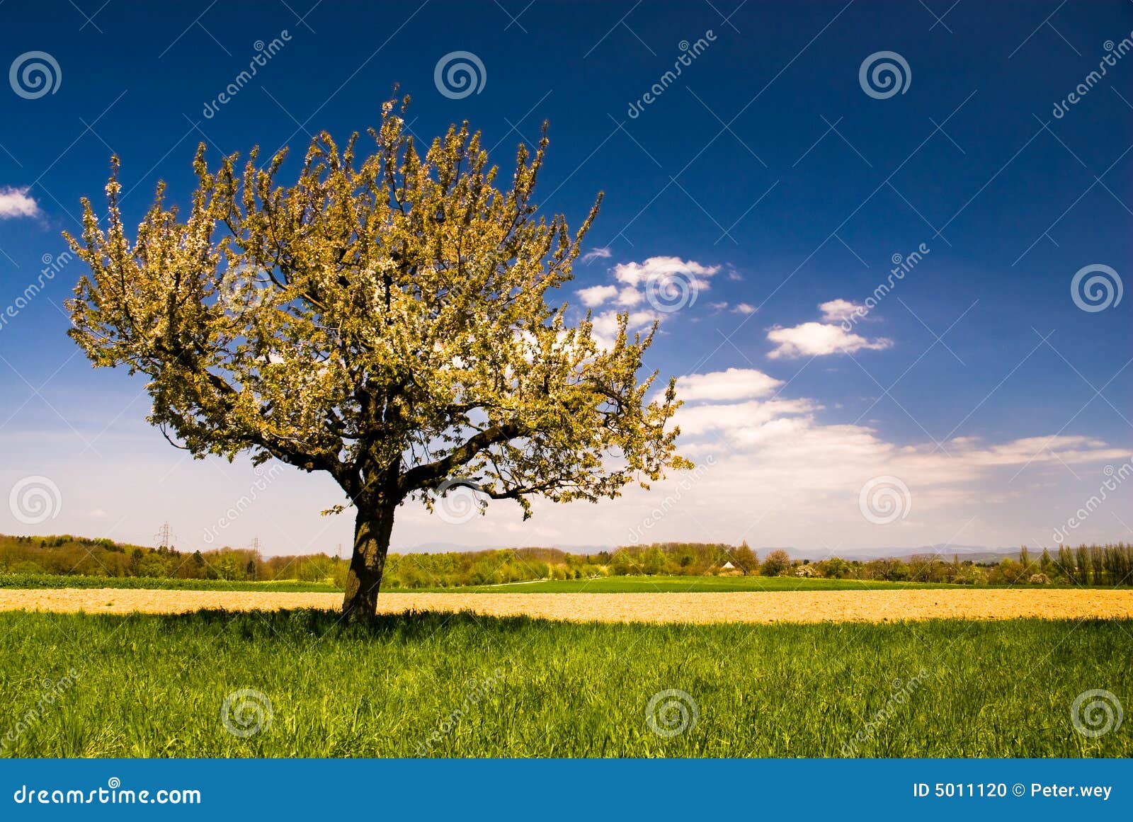 Blossoming Tree in Spring in Rural Scenery Stock Photo - Image of ...