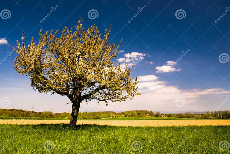Blossoming Tree in Spring in Rural Scenery Stock Photo - Image of ...