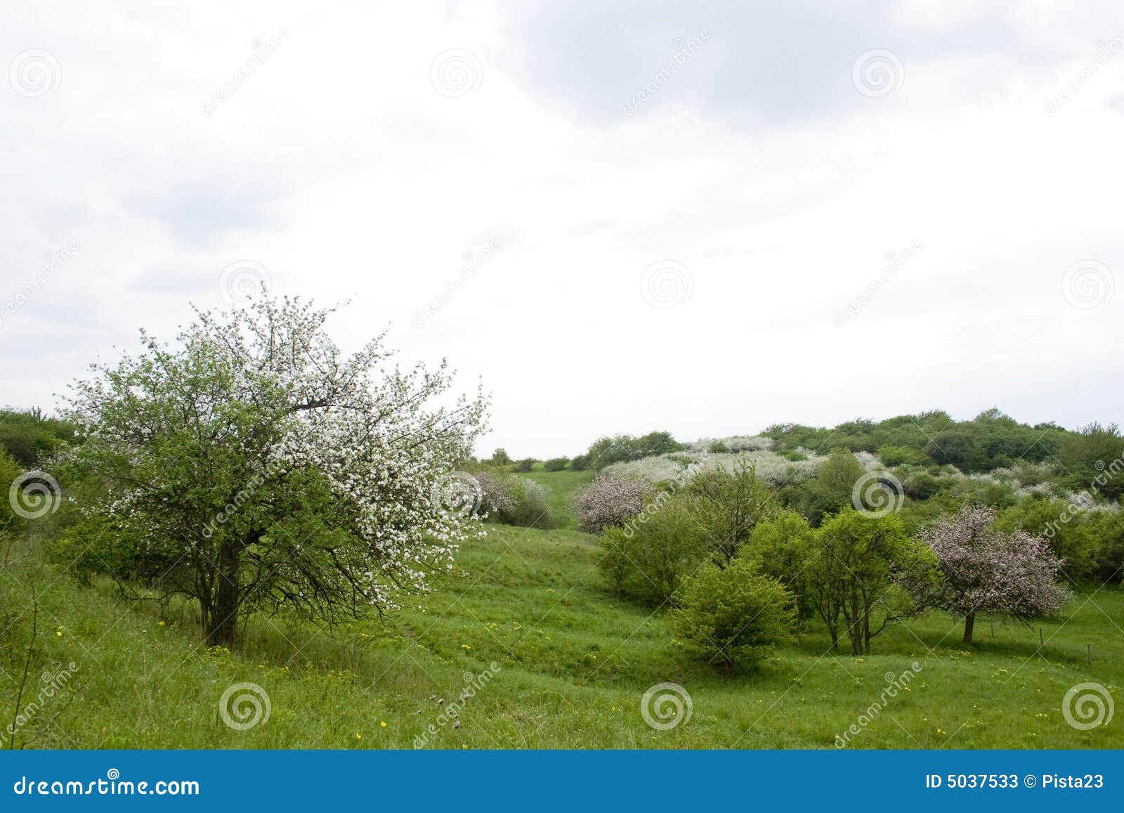Blossoming Tree in Spring in Rural Scenery Stock Image - Image of scene ...