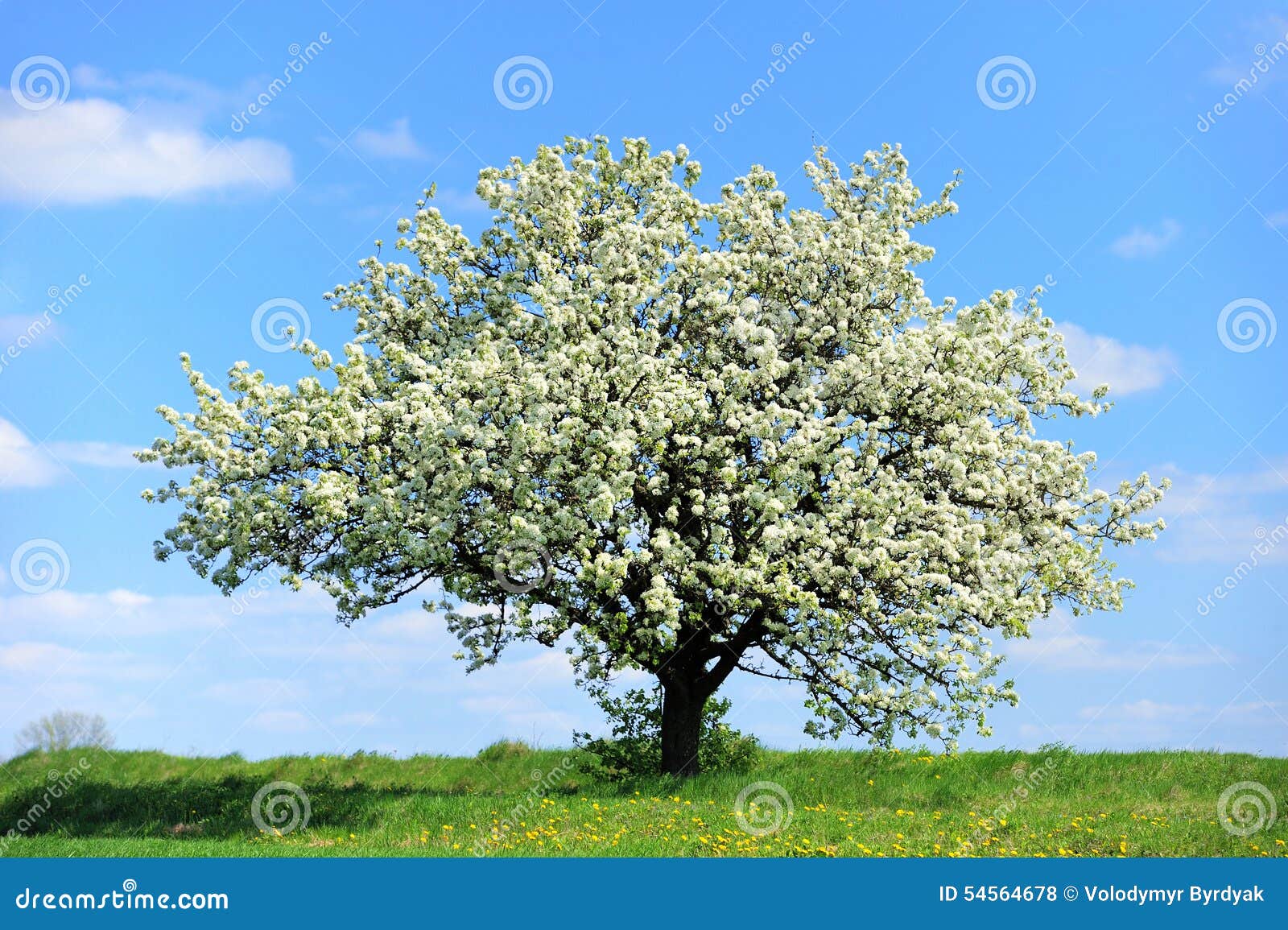 Blossoming tree in spring stock photo. Image of clean - 54564678