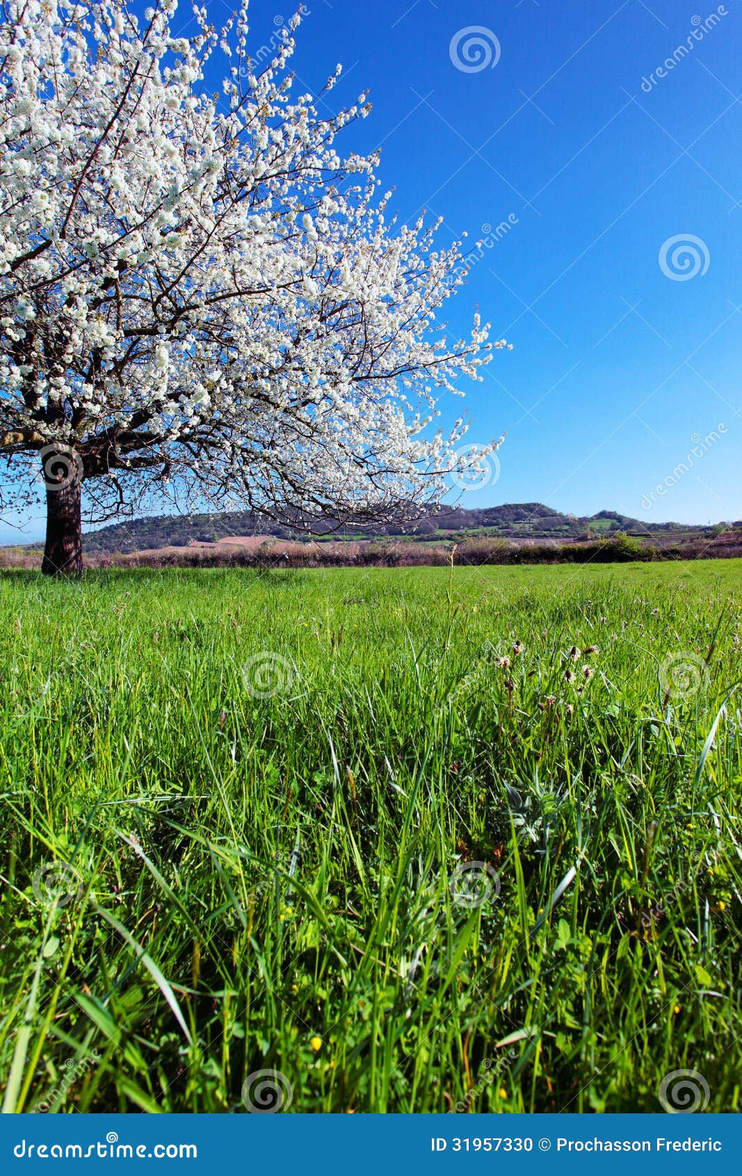 Blossoming tree in spring. stock photo. Image of florescence - 31957330