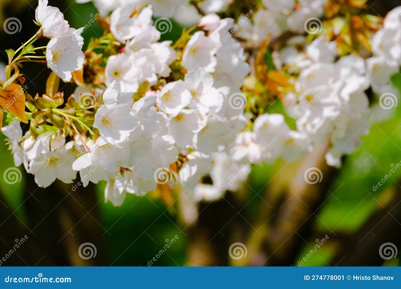 Blossoming Tree in Spring. Spring Time in Nature Stock Image - Image of ...