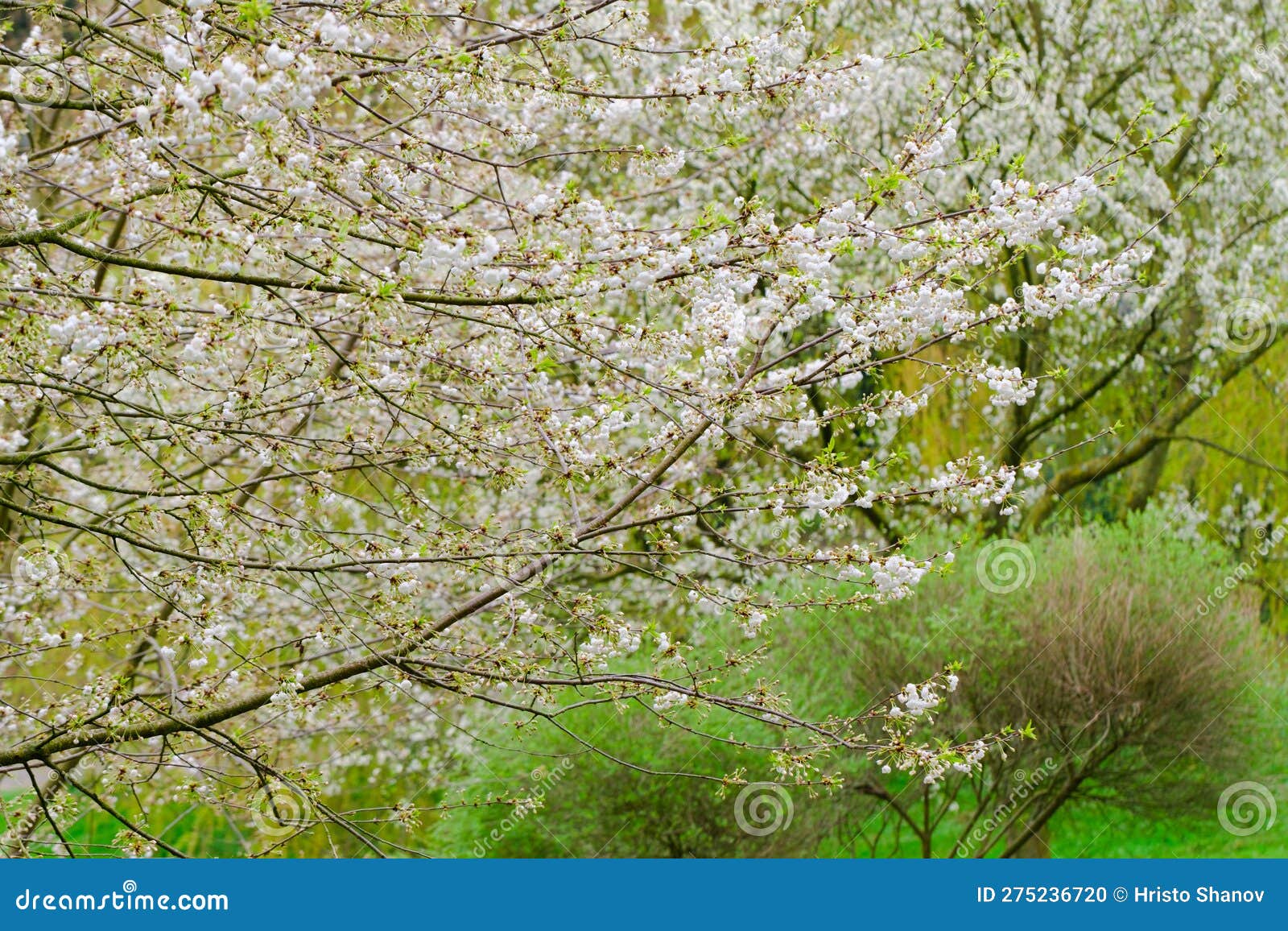 Blossoming Tree in Spring. Spring Time in Nature Stock Photo - Image of ...