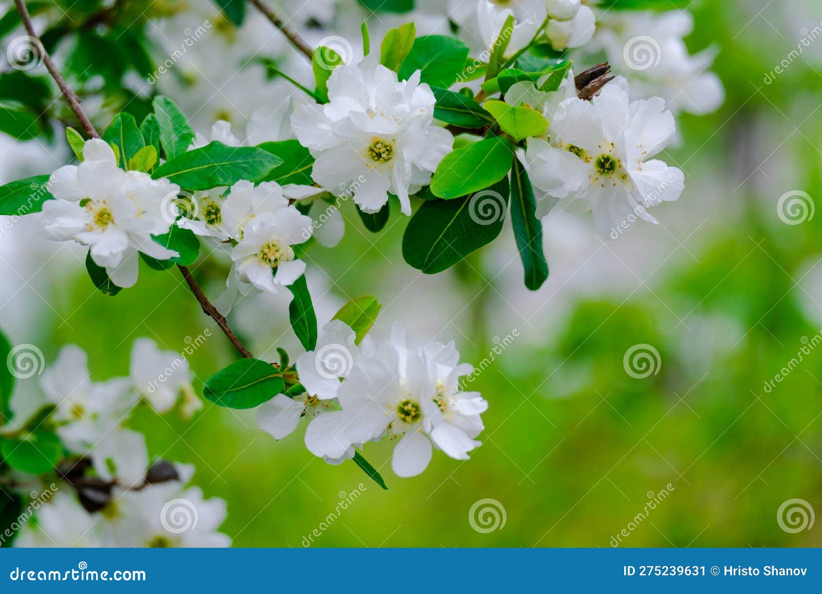 Blossoming Tree in Spring. Spring Time in Nature Stock Image - Image of ...