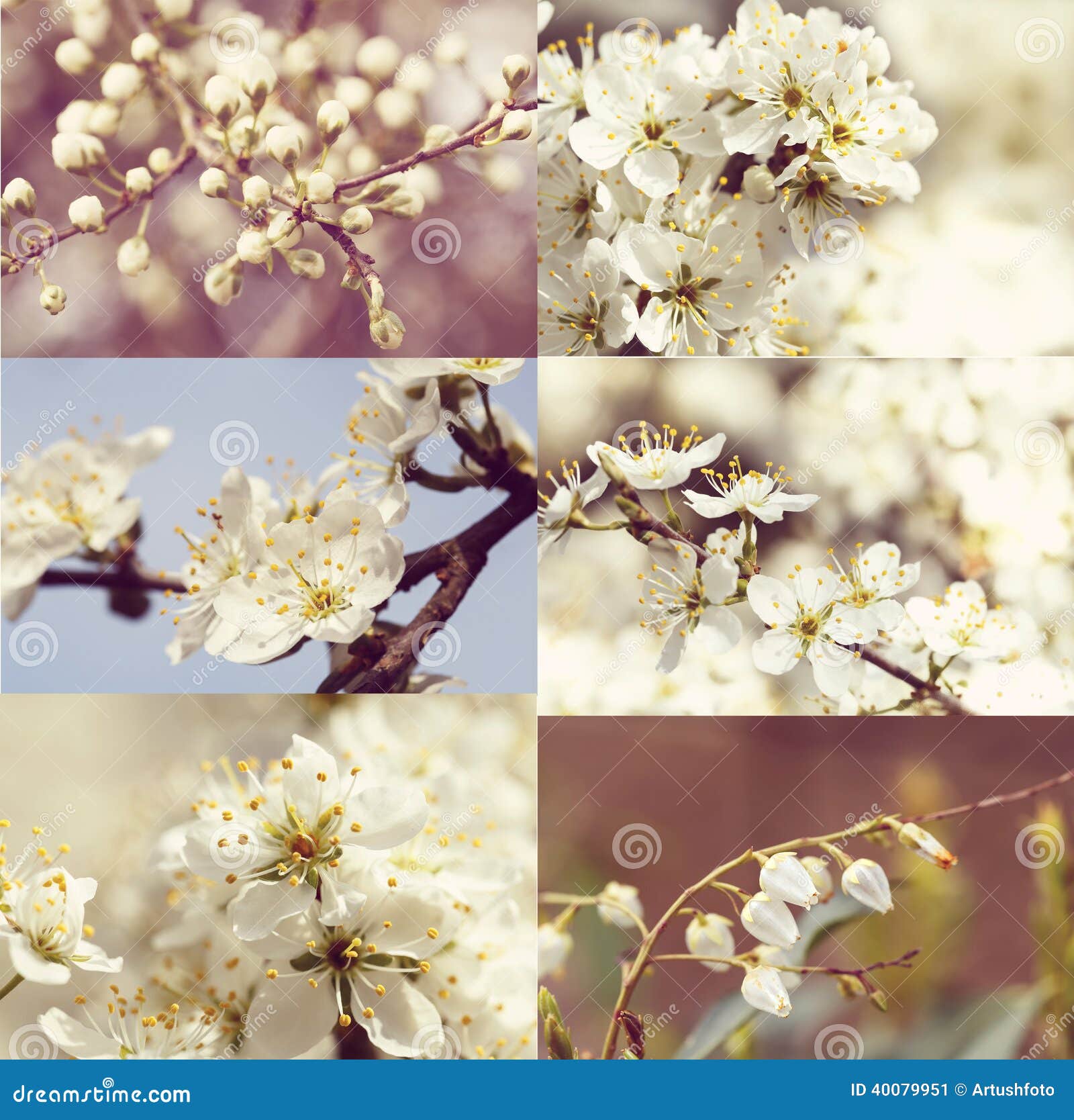 Blossoming Tree in Spring - Vintage Set Stock Image - Image of blossom ...