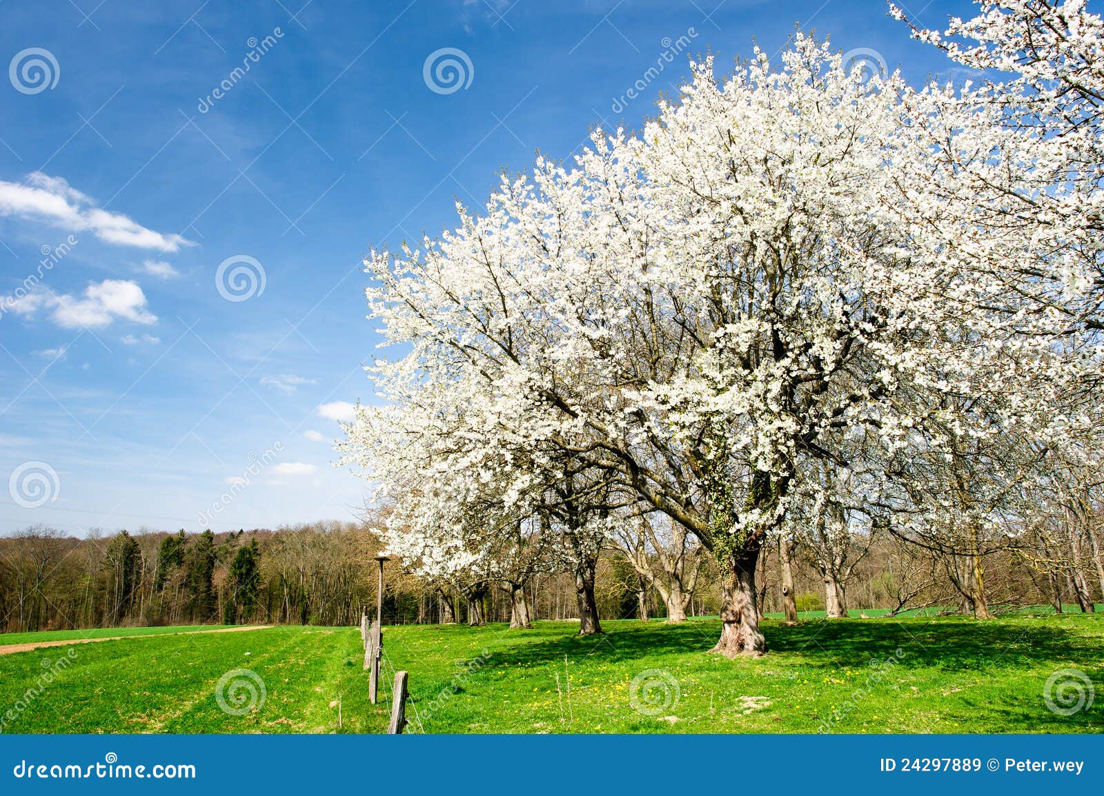 Blossoming trees stock image. Image of fresh, branch - 24297889