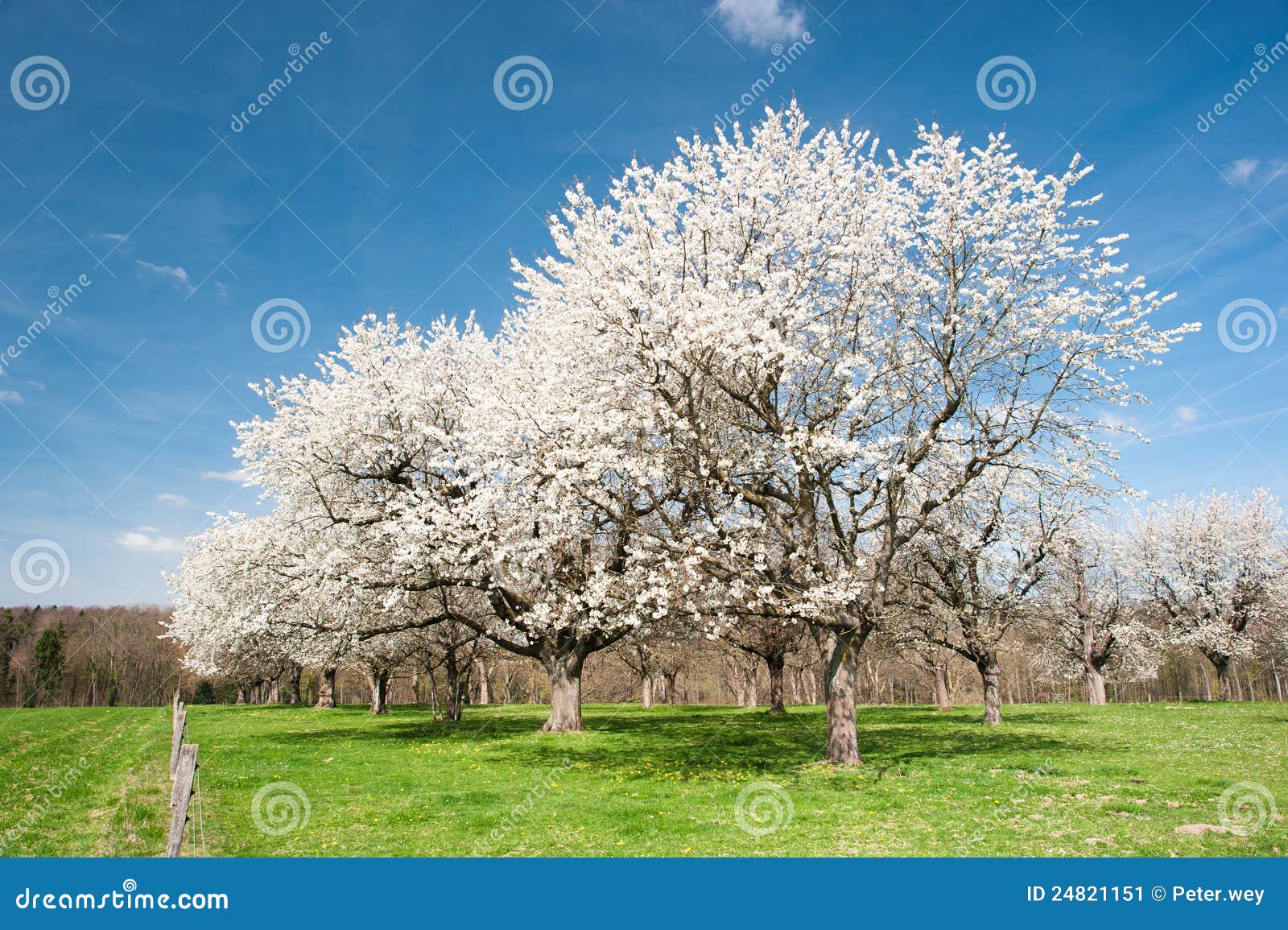 Blossoming trees stock image. Image of blossom, blue - 24821151