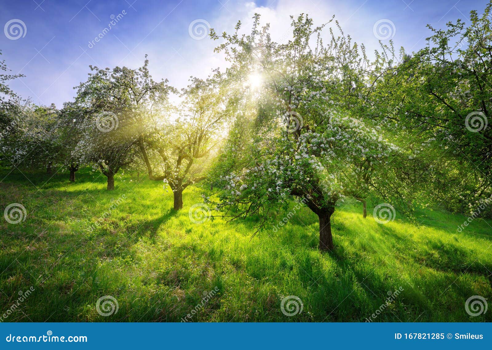 Blossoming Trees in a Dreamy Spring Scenery Stock Image - Image of ...