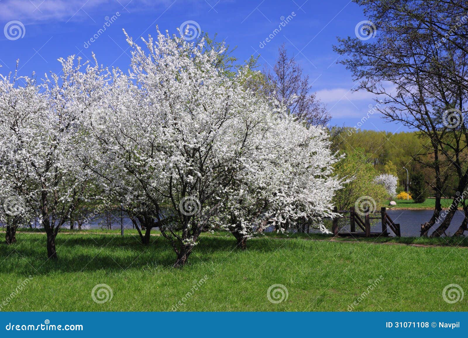 Blossoming Trees on River Bank. Stock Photo - Image of nature, floral ...