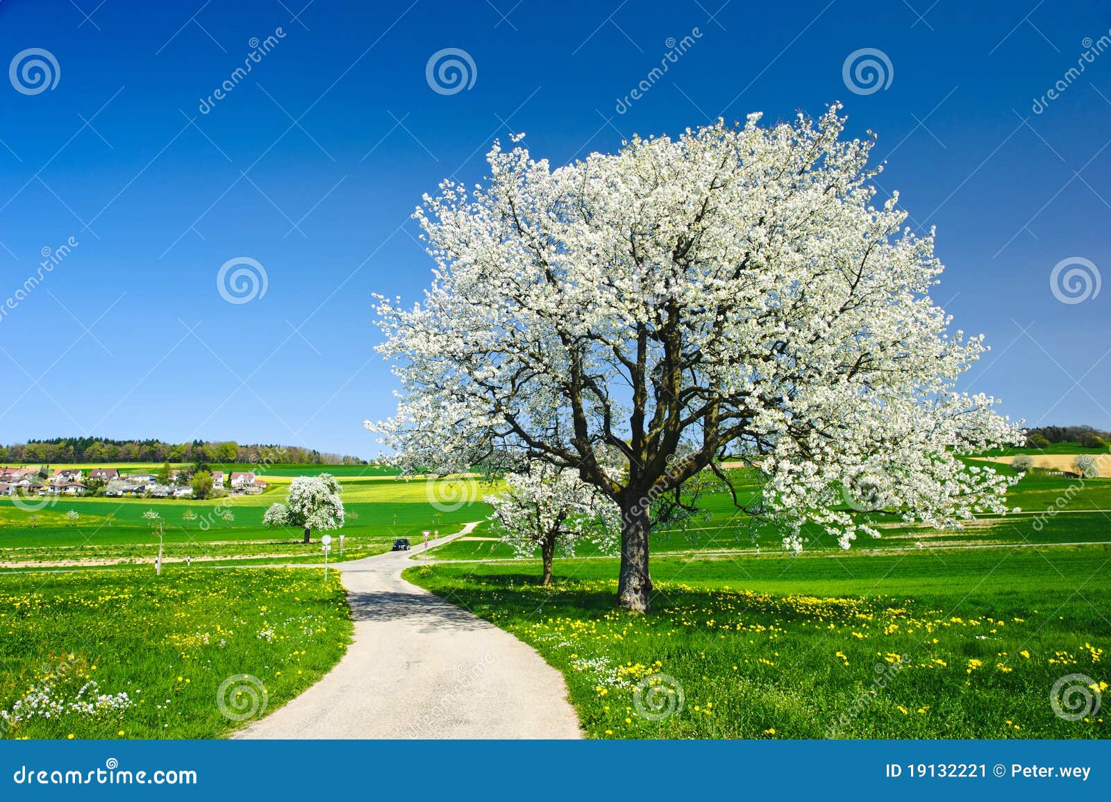 Blossoming Trees in Spring. Stock Image - Image of lone, floral: 19132221
