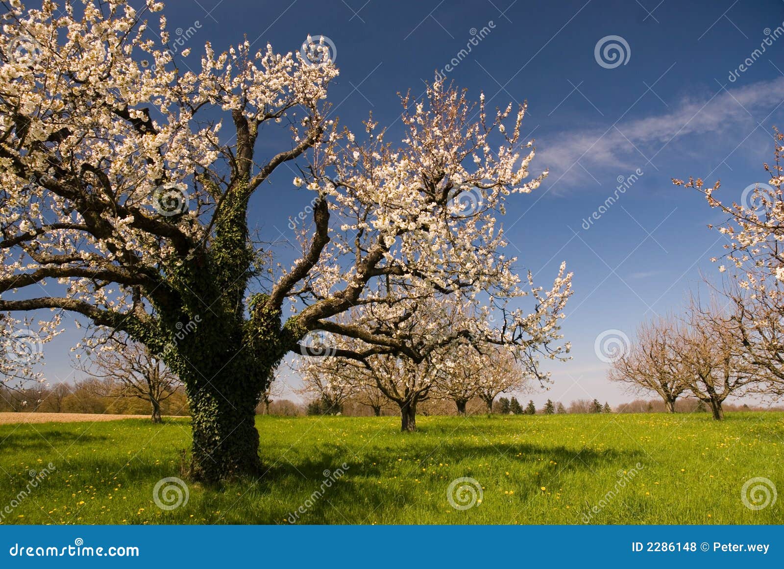 Blossoming Trees in Spring. Stock Photo - Image of branch, pasture: 2286148