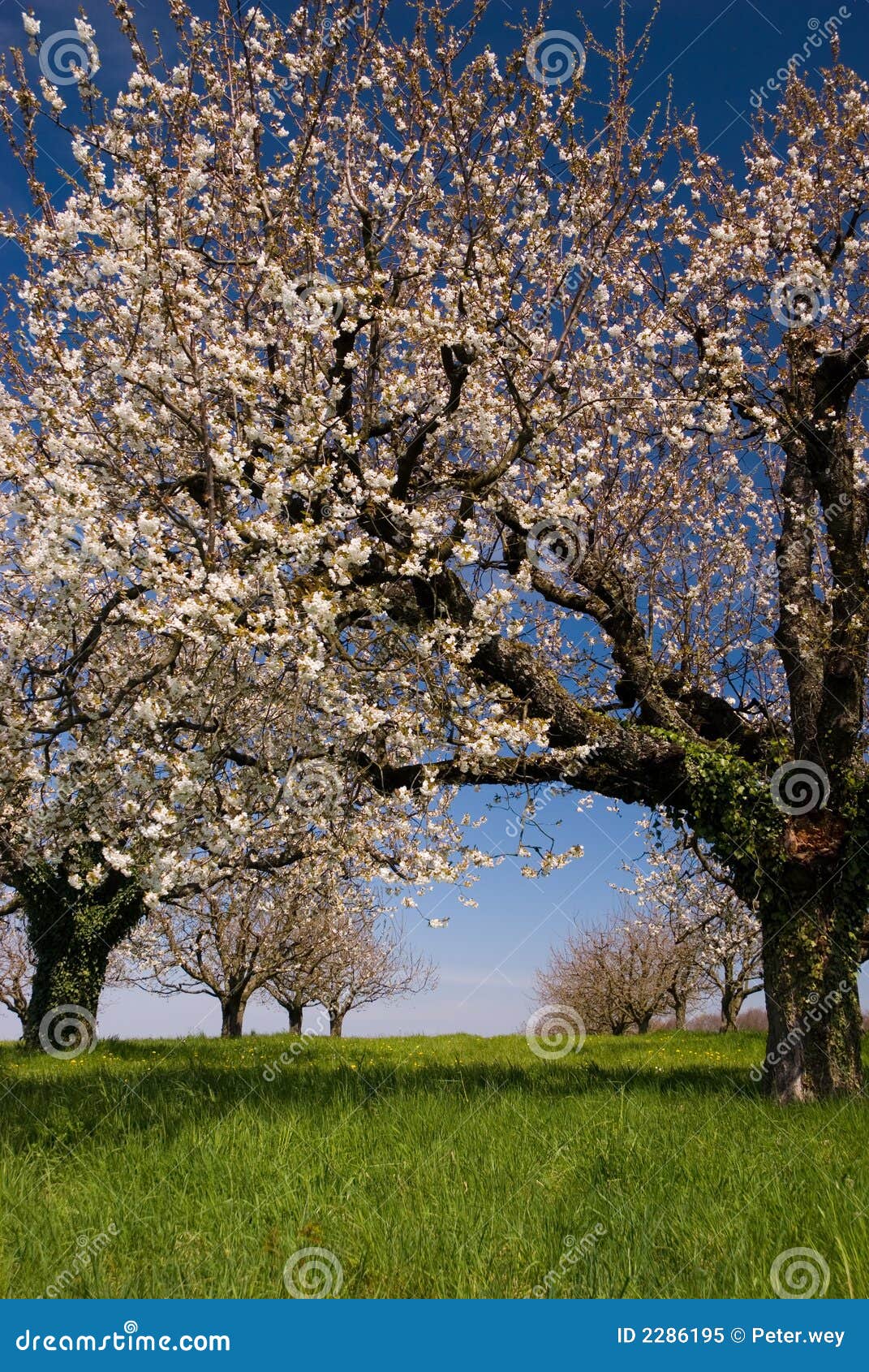 Blossoming Trees in Spring. Stock Image - Image of pasture, florescence ...