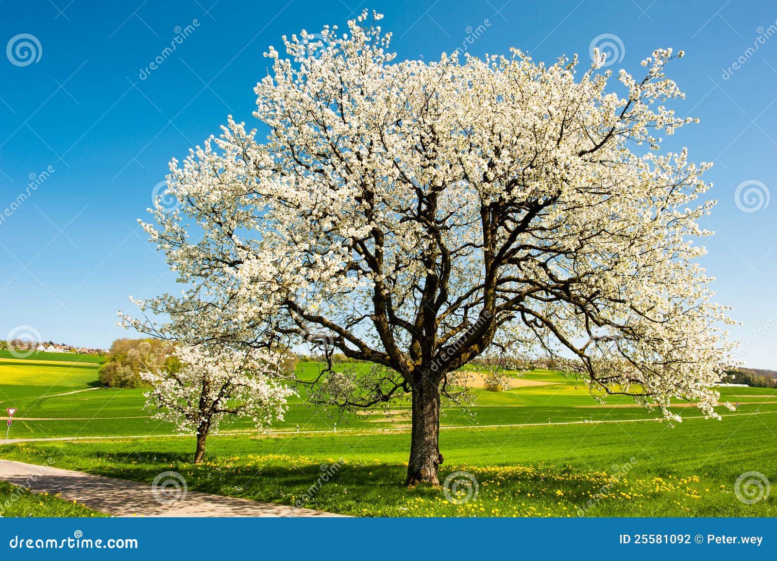 Blossoming trees in spring stock photo. Image of clean - 25581092