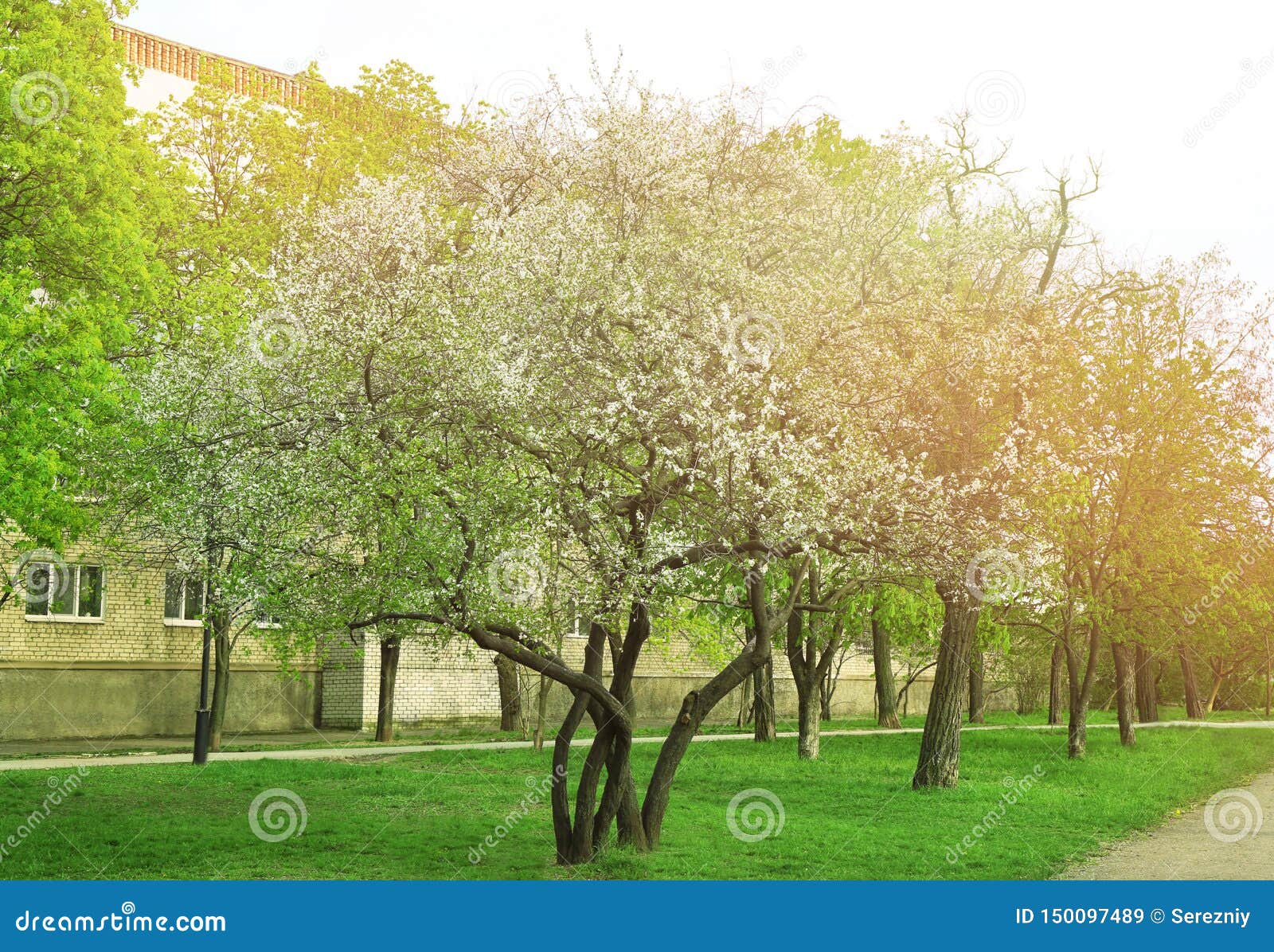 Blossoming Trees on Spring Day in City Stock Image - Image of nature ...