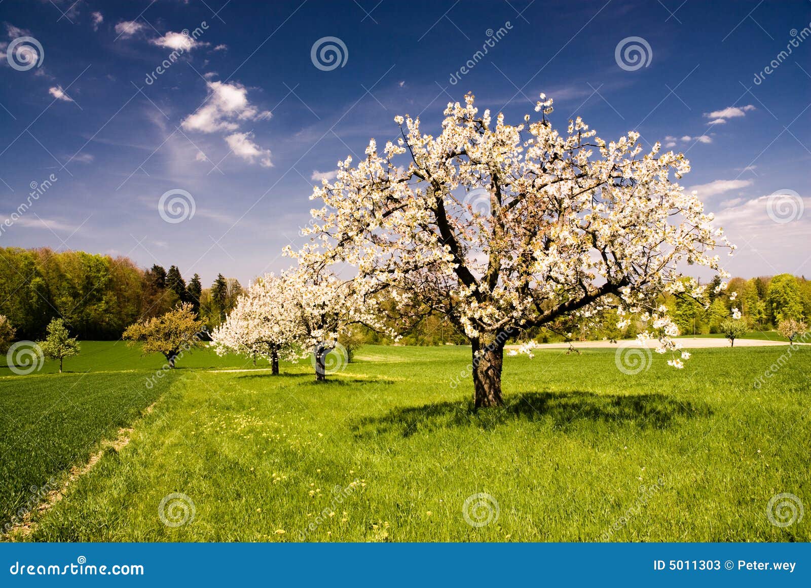 Blossoming Trees in Spring in Rural Scenery Stock Image - Image of ...