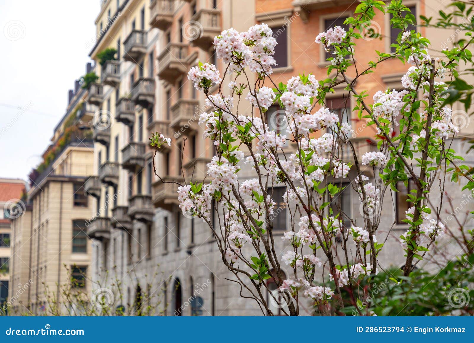 Blossming Trees in the Spring Time in Milan, Italy Stock Photo - Image ...
