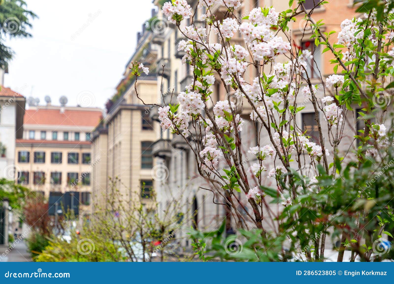 Blossming Trees in the Spring Time in Milan, Italy Stock Image - Image ...