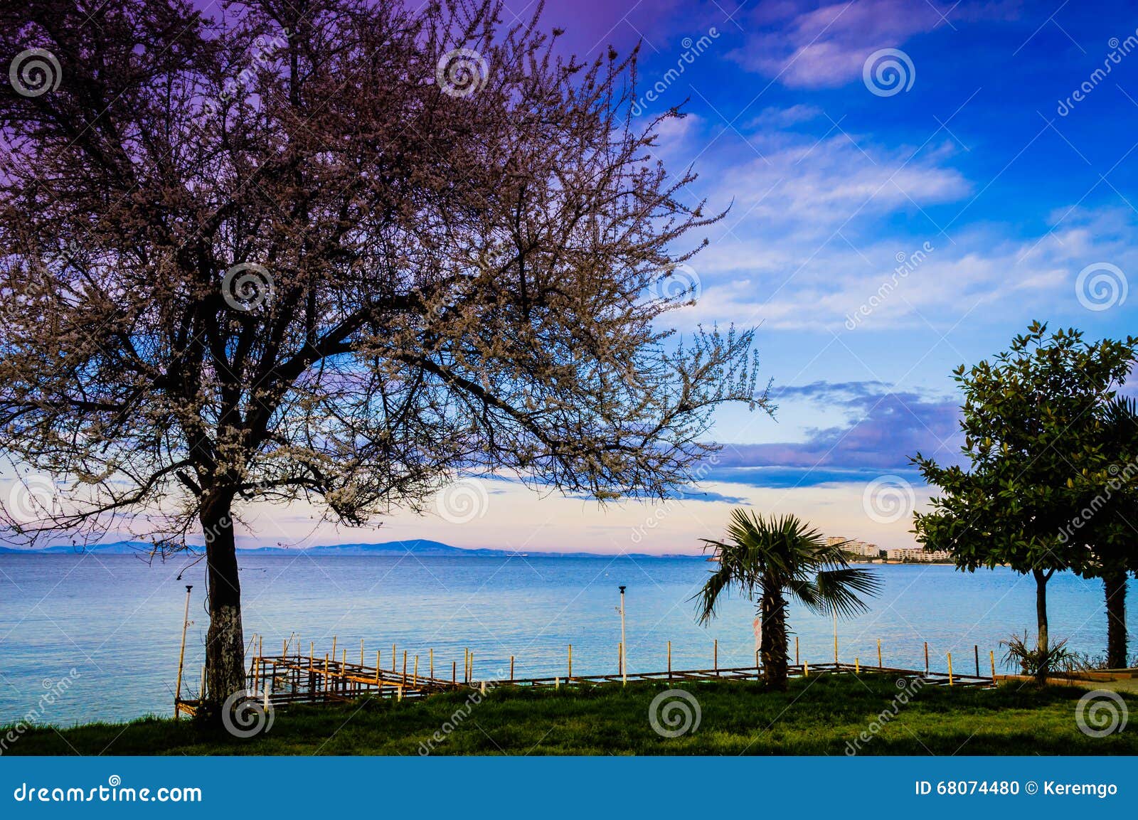 Blossoming Trees on the Sunset Shoreline Stock Photo - Image of hill ...