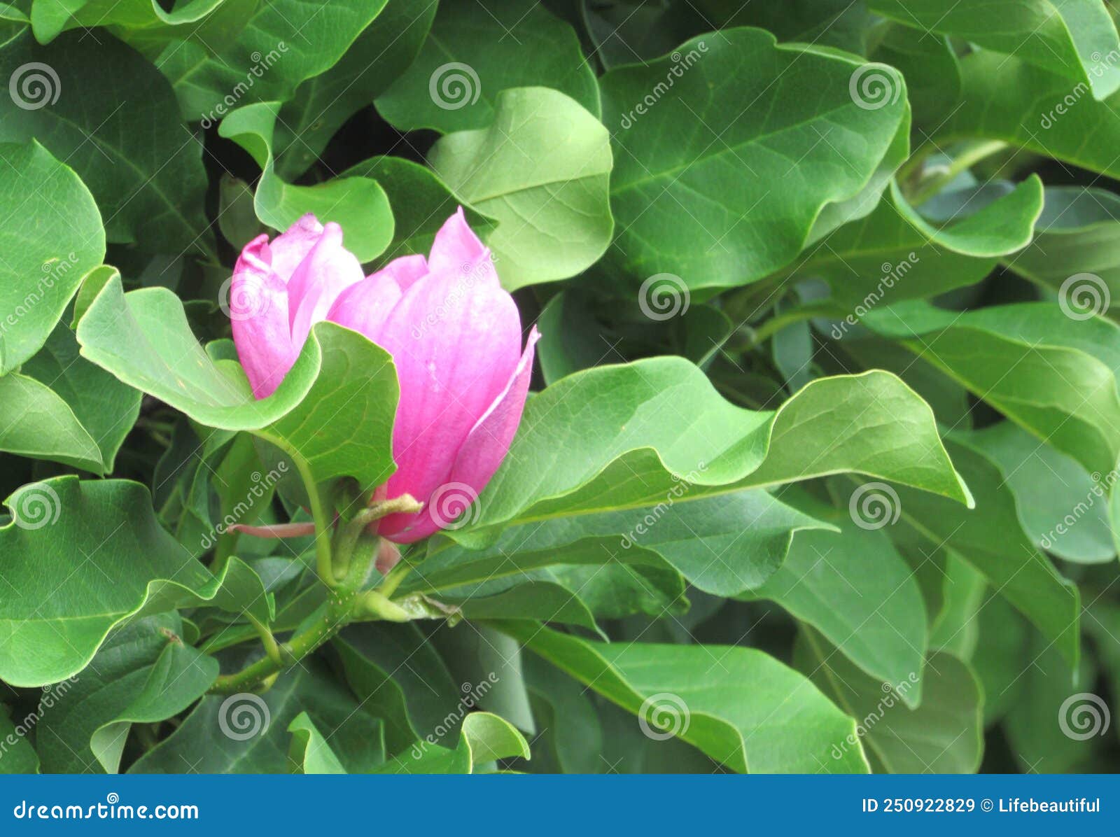 Blossoming tulip tree stock image. Image of plant, petal - 250922829