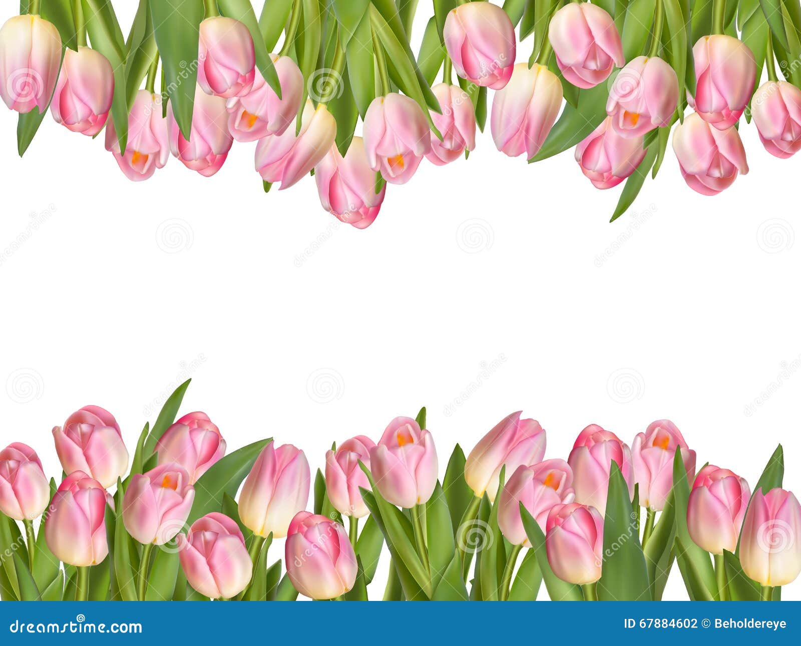Blossoming Tulips Decorative Border. EPS 10 Stock Vector - Illustration ...