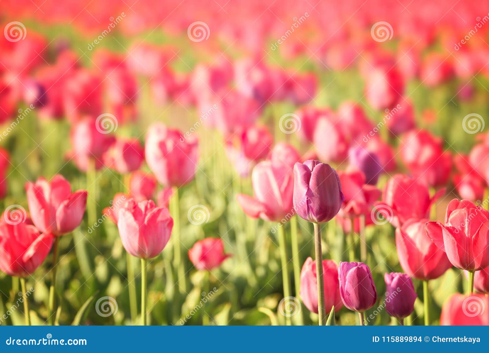 Blossoming Tulips in Field on Sunny Day Stock Photo - Image of ...