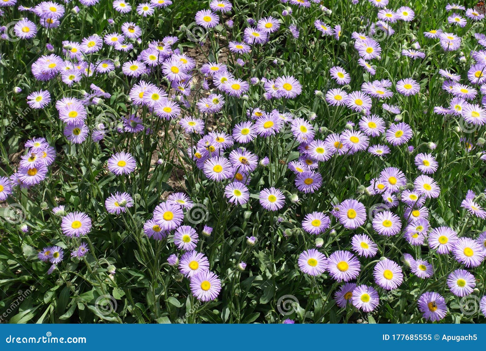 Blossoming Violet Erigeron Speciosus in Spring Stock Image - Image of ...