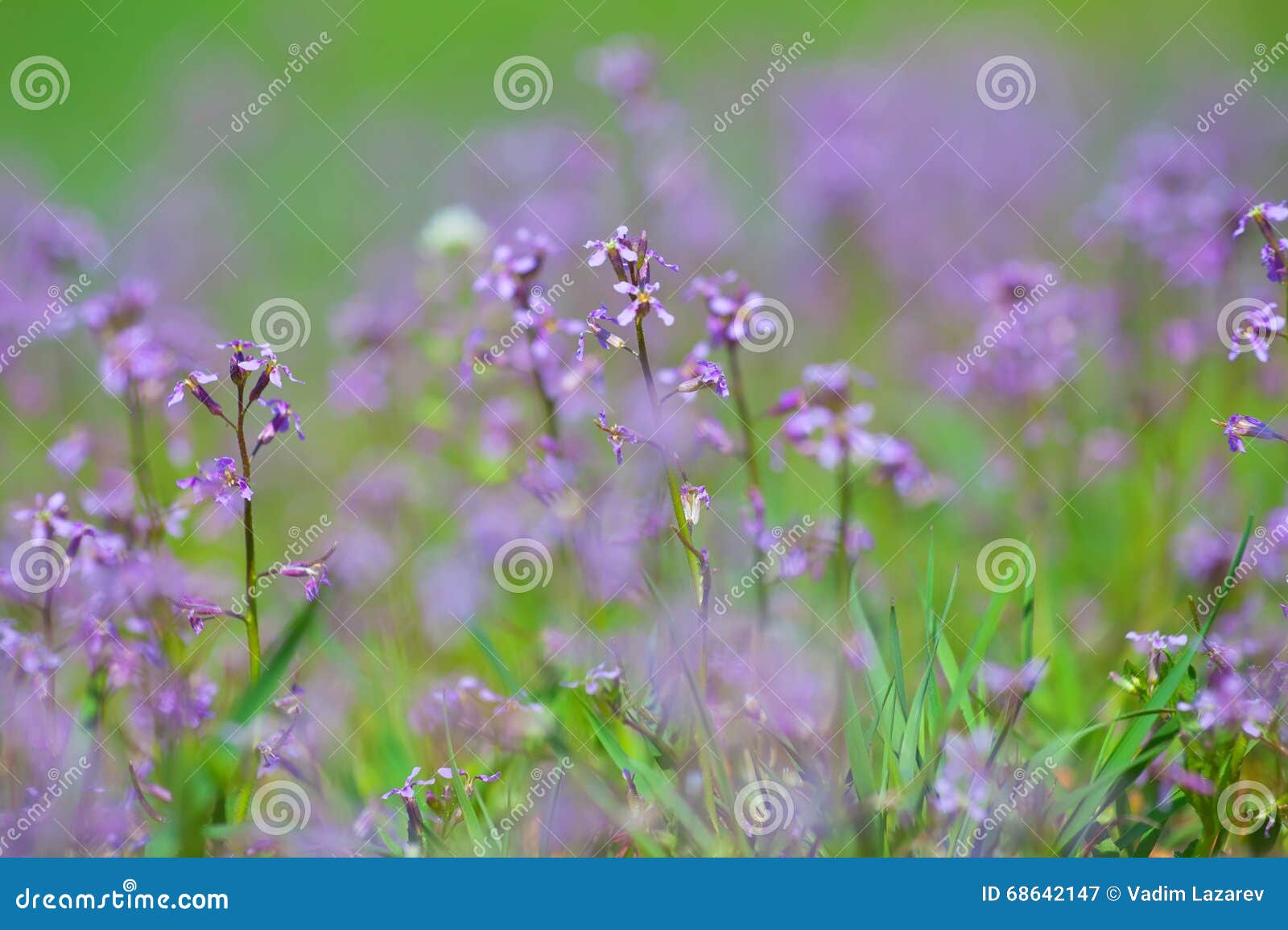Blossoming violet field stock image. Image of tranquil - 68642147