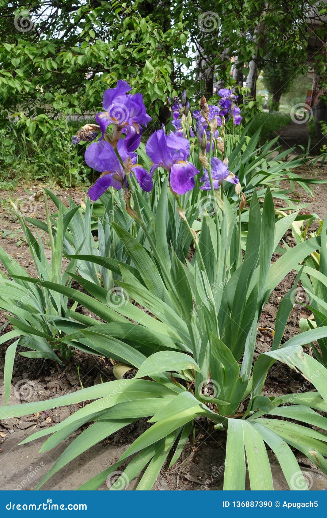 Blossoming Violet German Bearded Iris Stock Photo - Image of flora ...