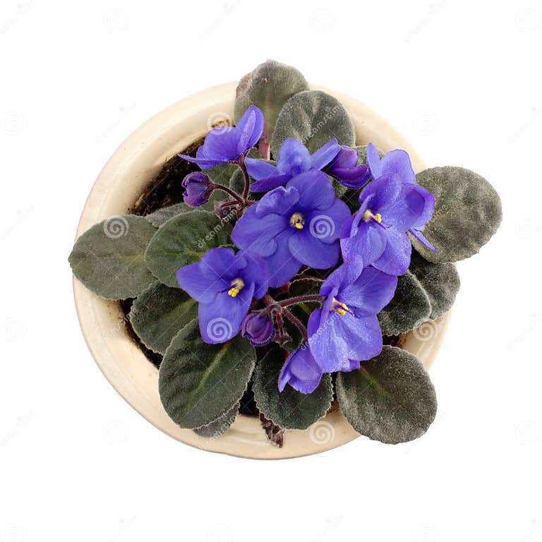 Blossoming Violets in Flower Pot. Stock Photo - Image of nature ...