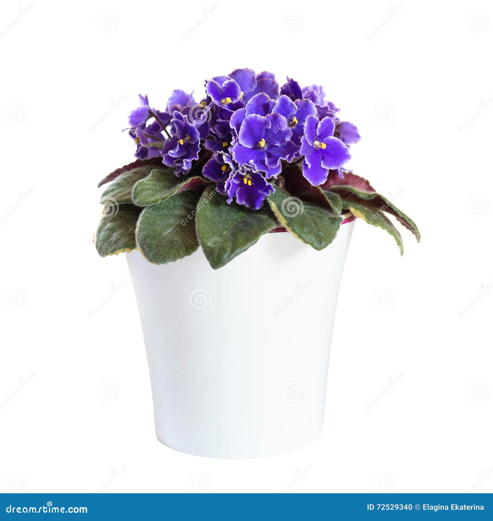 1,667 Violets Flower Pot Stock Photos - Free & Royalty-Free Stock ...