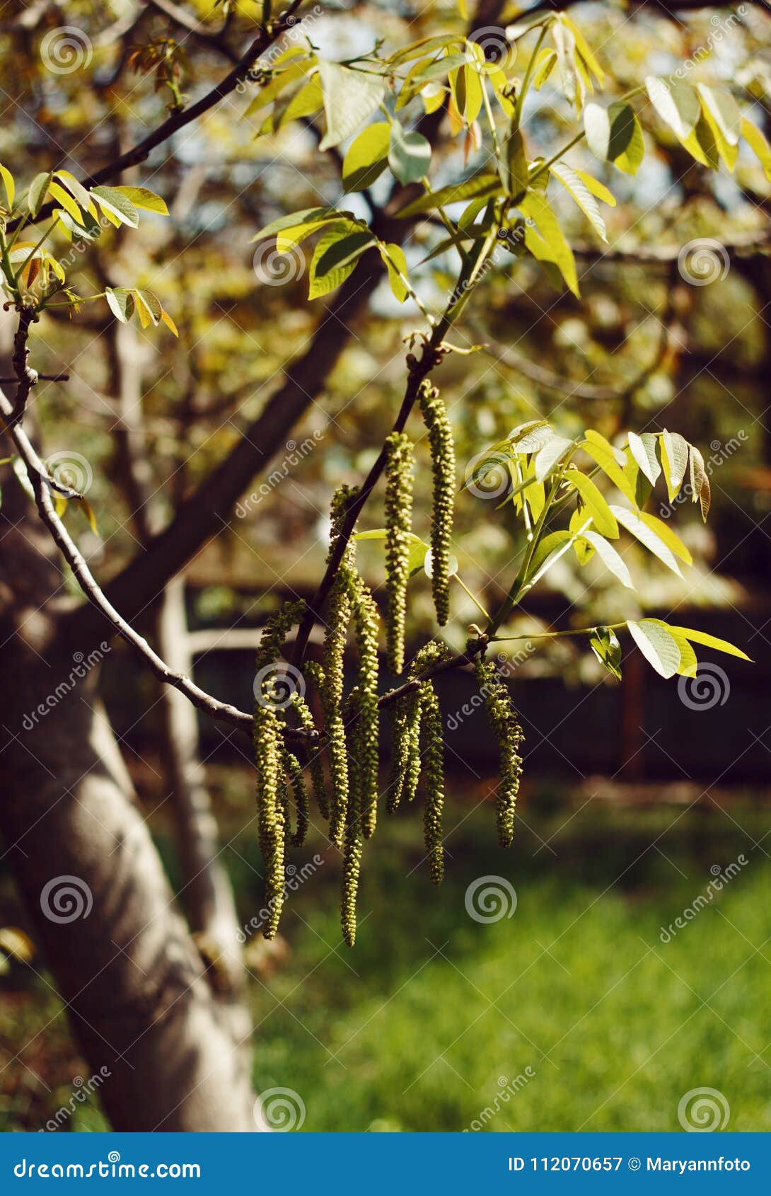 Blossoming Walnut in Springtime Stock Image - Image of leaves, outdoor ...