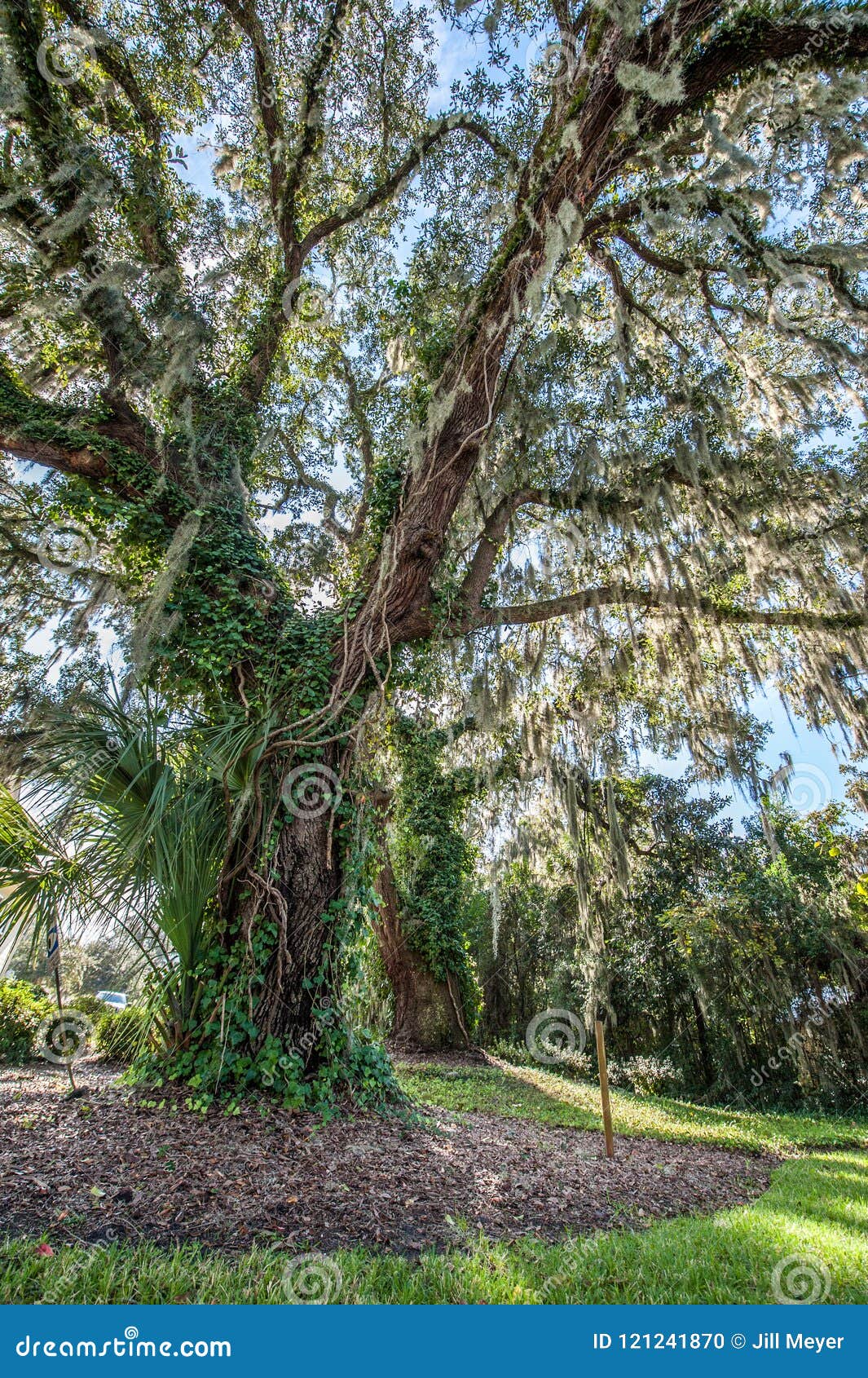 Weeping Willow Tree stock photo. Image of tree, green - 121241870