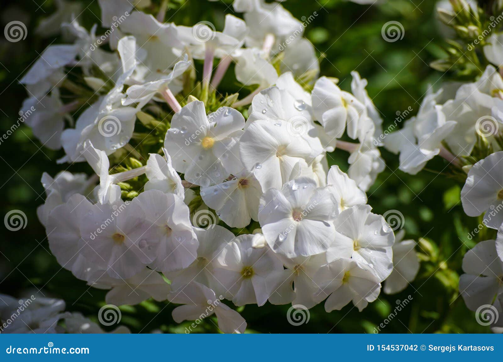 Blossoming White Phlox Flowers Stock Photo - Image of floral, garden ...