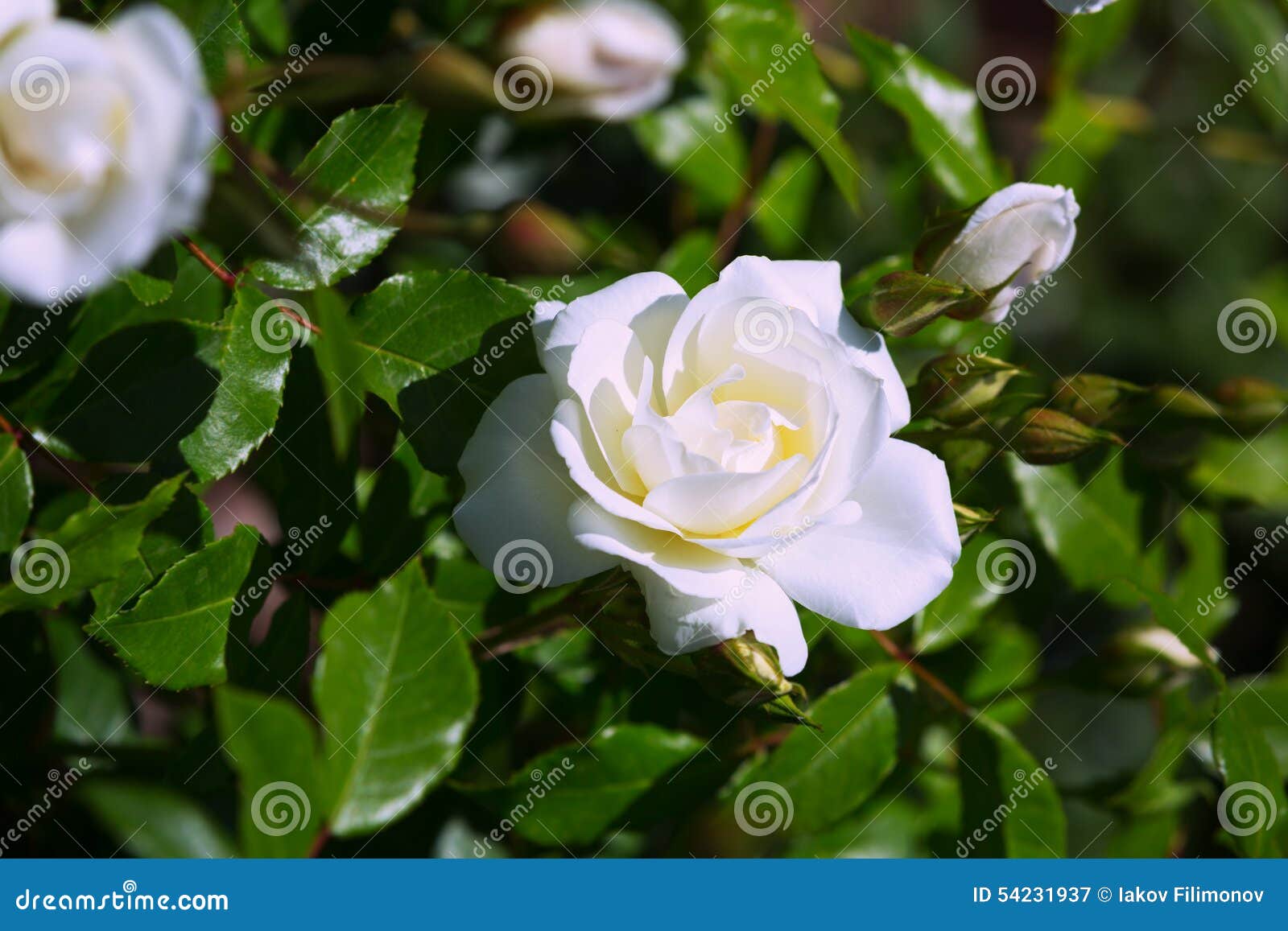Blossoming White Roses Plant Stock Image - Image of vibrant, field ...