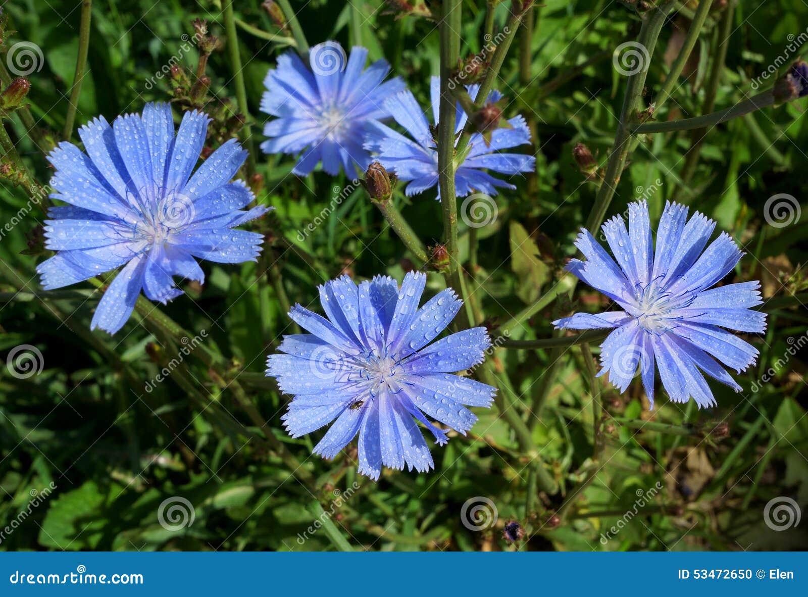 Blossoming Wild Flowers Chicory Stock Photo - Image of drop, healthy ...