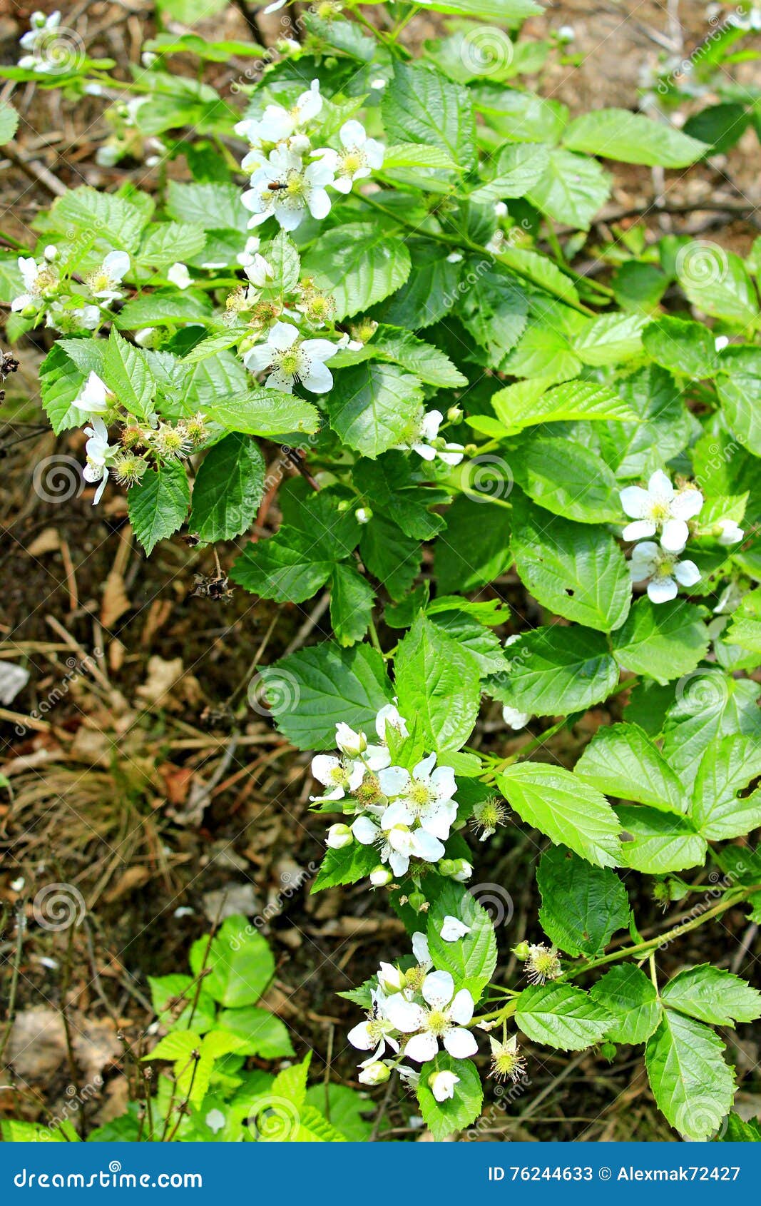 Blossoming of Wild Raspberry Stock Image - Image of wood, raspberry ...