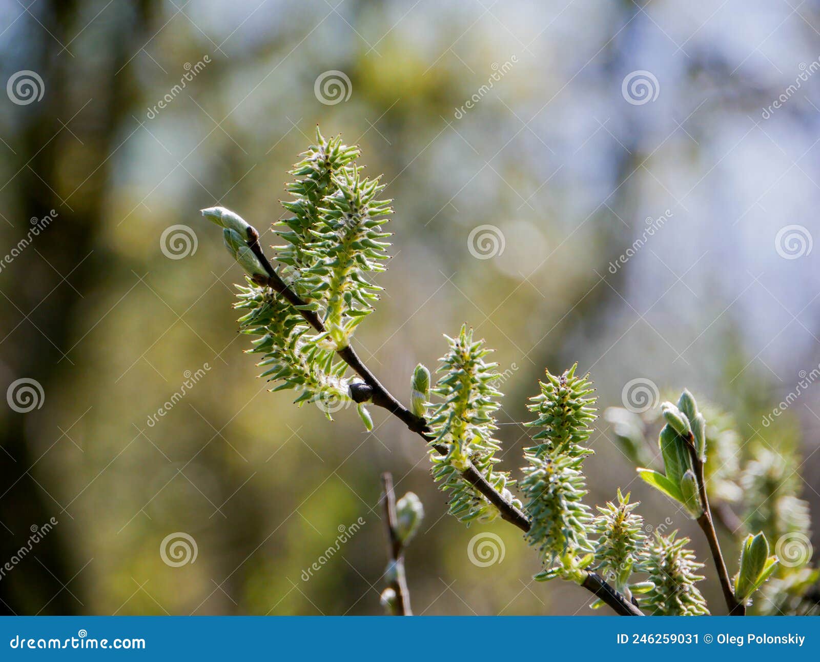 Close Up Of Buds Of Fraxinus Americana, White Ash Macrophotography ...