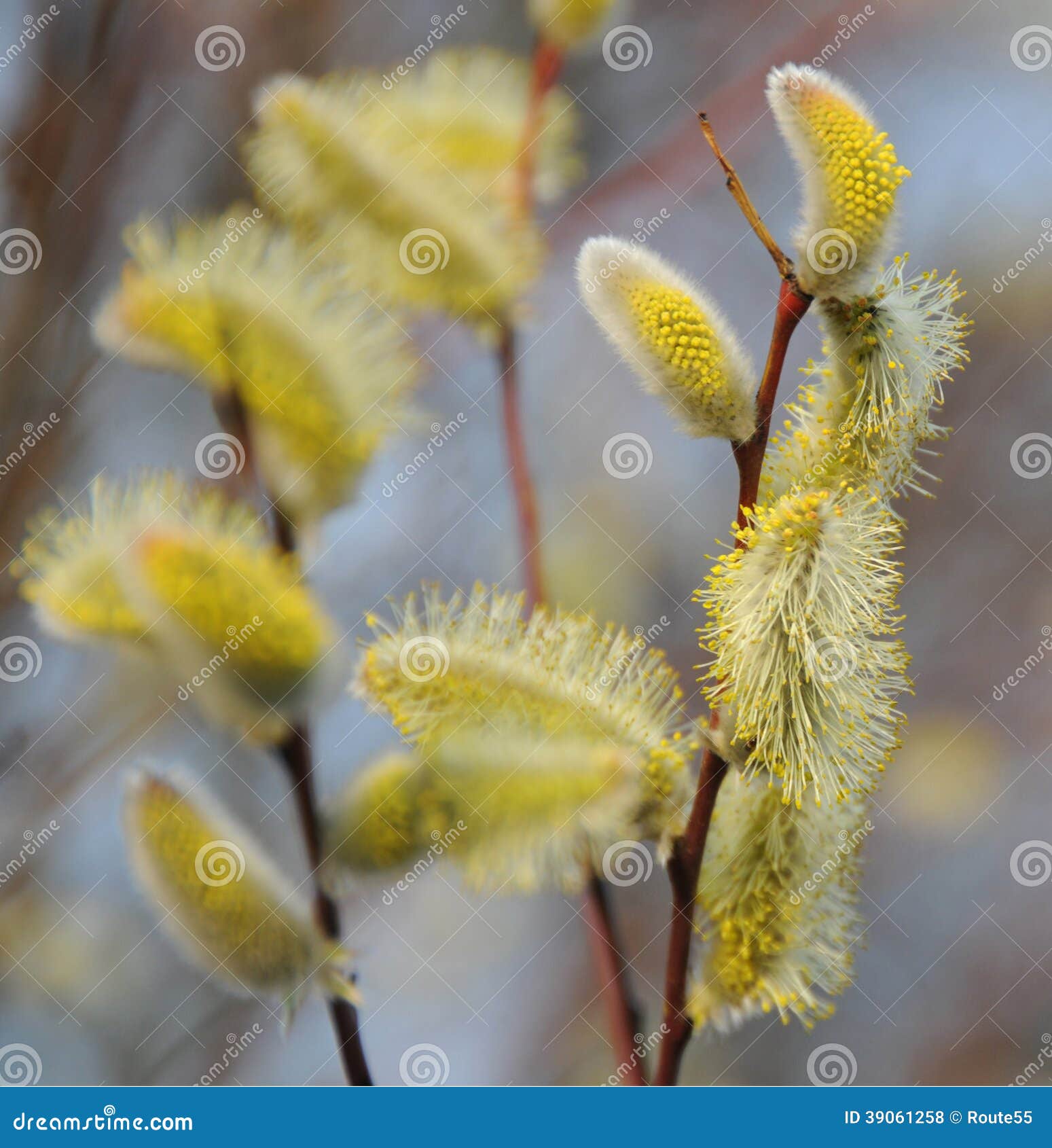 Blossoming willow twig stock photo. Image of bloom, growing - 39061258