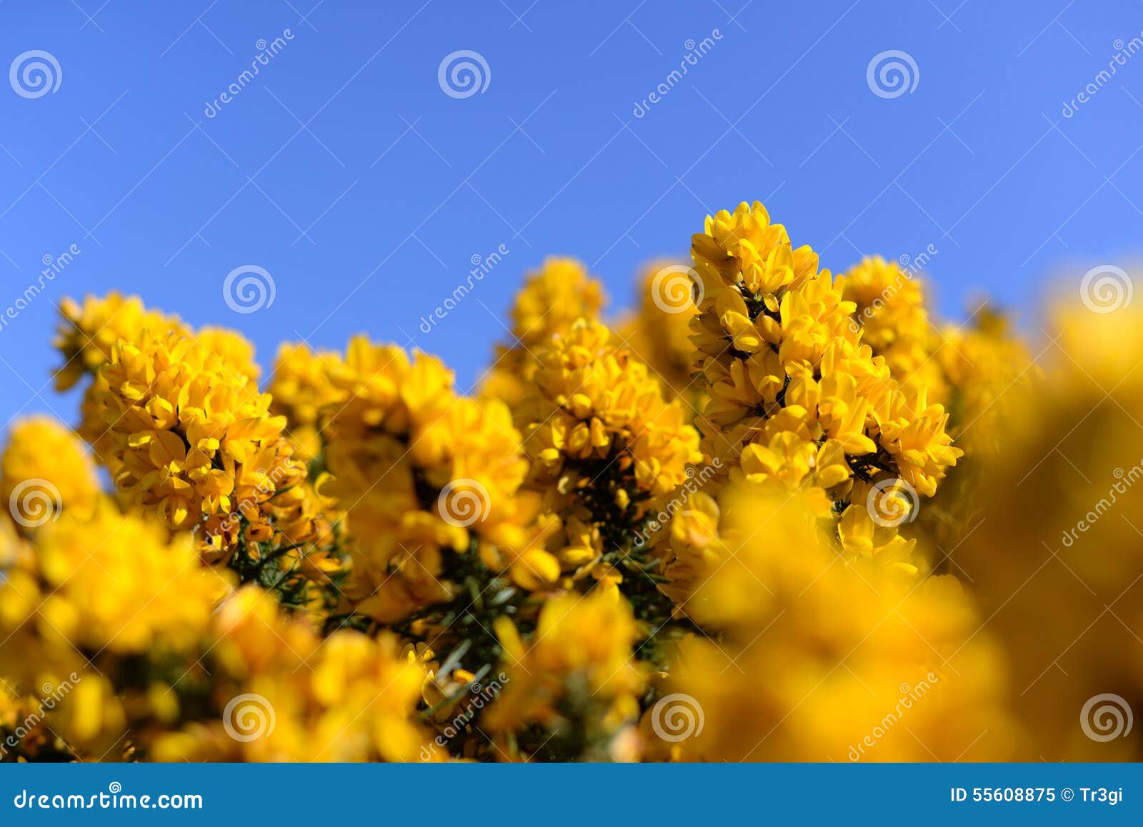 Blossoming Yellow Ulex Gorse Flower Bush with Blue Sky Stock Image ...