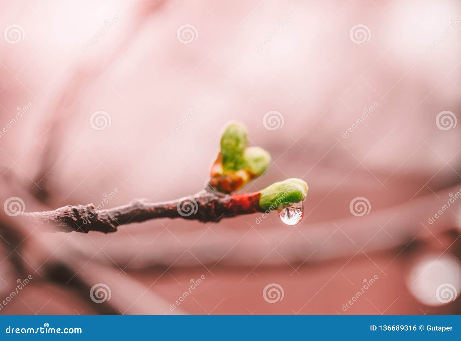 Young Green Leaves in Drops of a Spring Rain on Branches of a Plum Tree ...