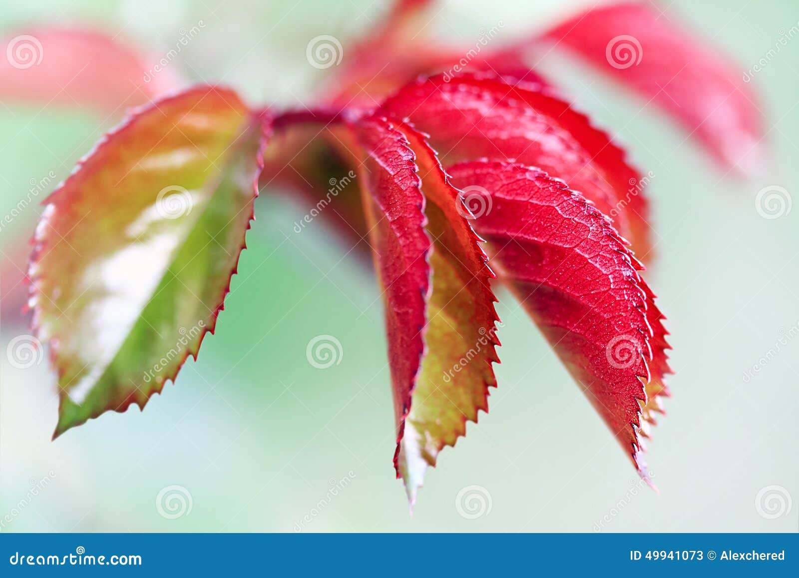 Red young leaves of rose stock image. Image of details - 49941073