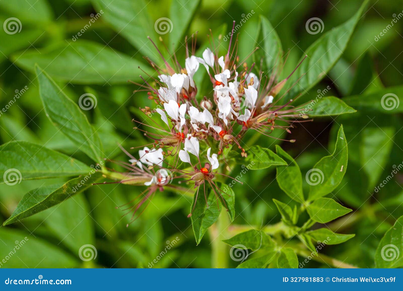 African Gabbage, Cleome Gynandra Stock Image - Image of colourful ...