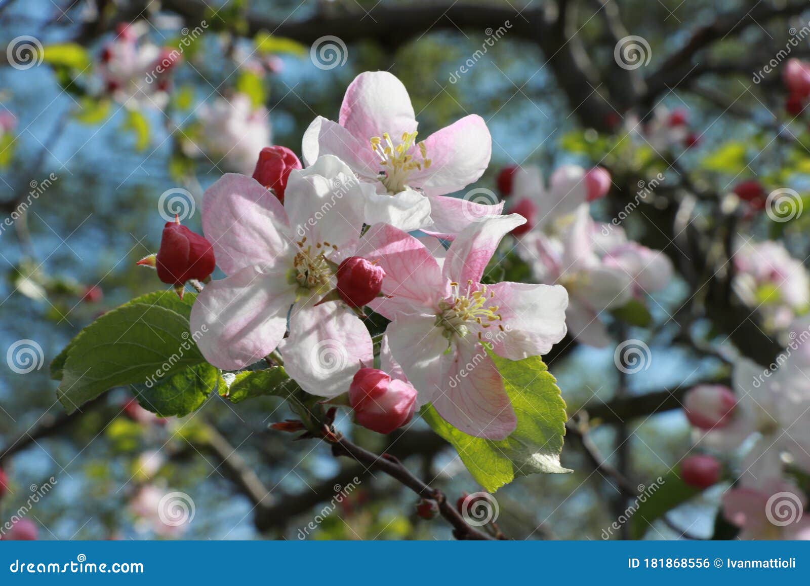 Domestica Rewena Stock Photos - Free & Royalty-Free Stock Photos from ...