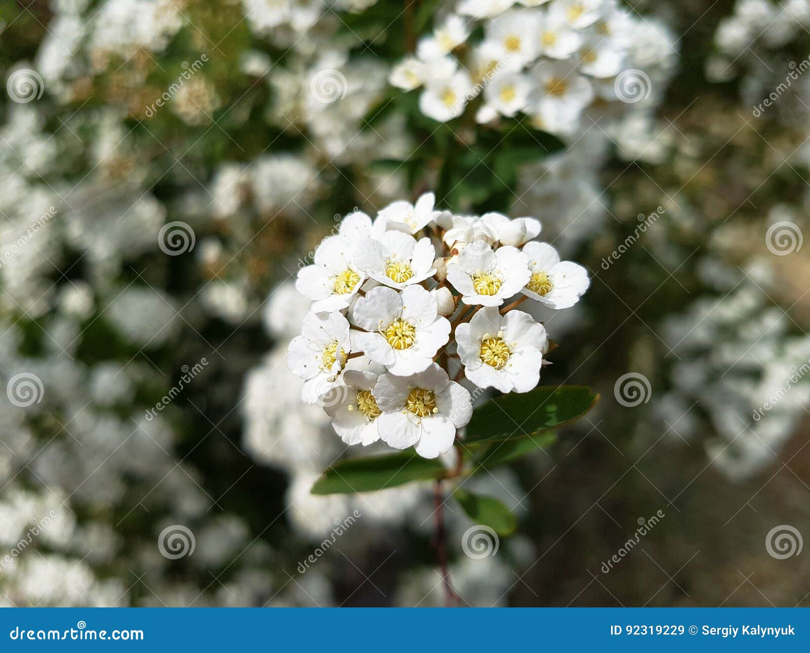 Blossoms stock image. Image of sunny, bush, spring, petals - 92319229