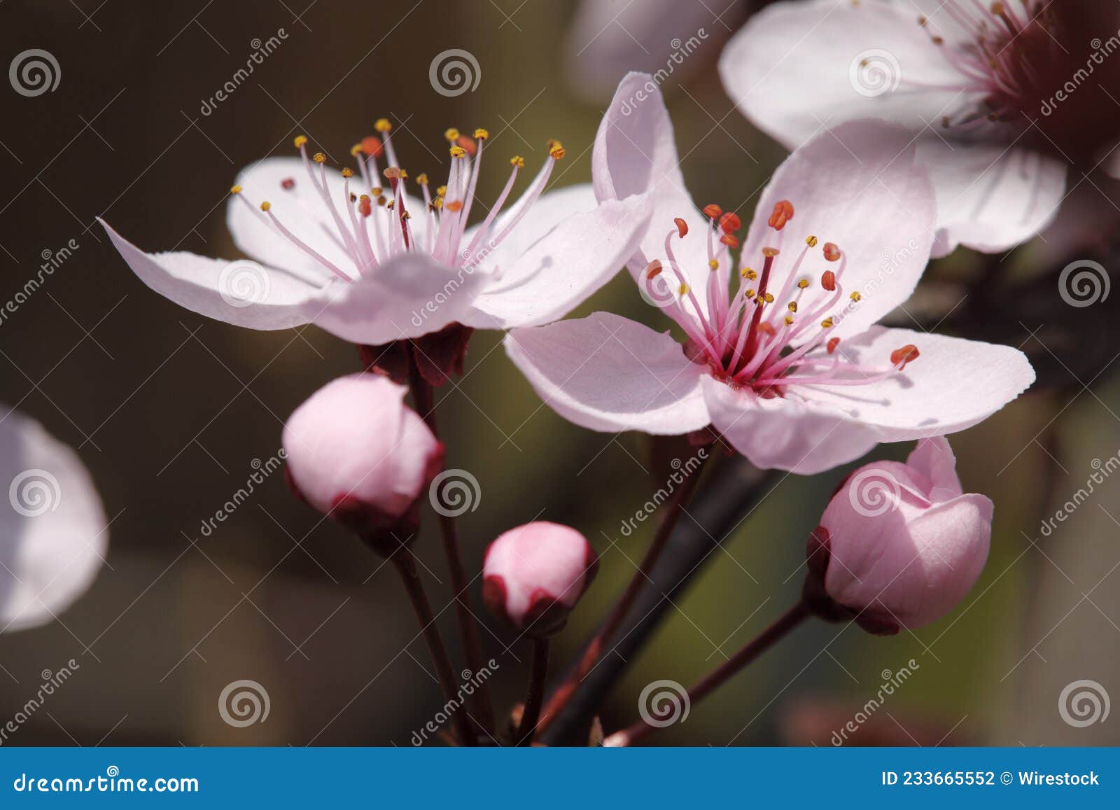 Blossoms of a Blood Plum Tree in the Garden Stock Photo - Image of ...