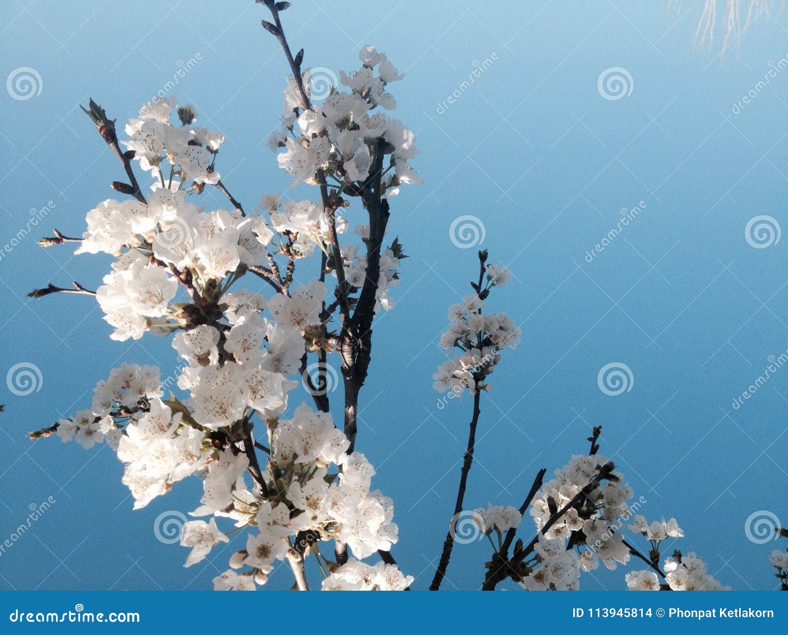 Blossoms Bloom in April Spring Time. Stock Photo - Image of blossoms ...